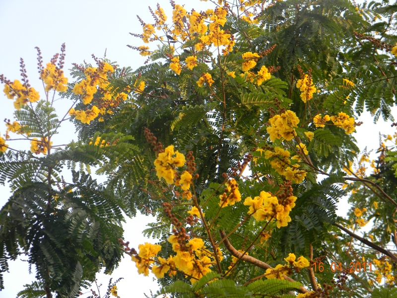 Peltophorum pterocarpum – eFlora of India